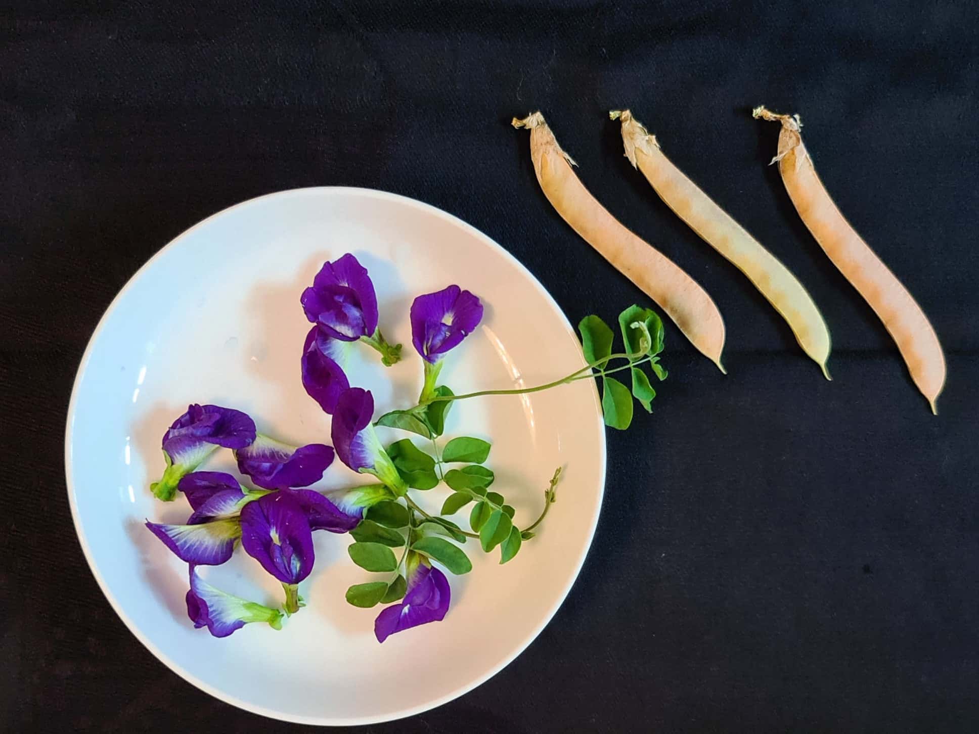 Butterfly Pea Flower and Unique Anthocyanins